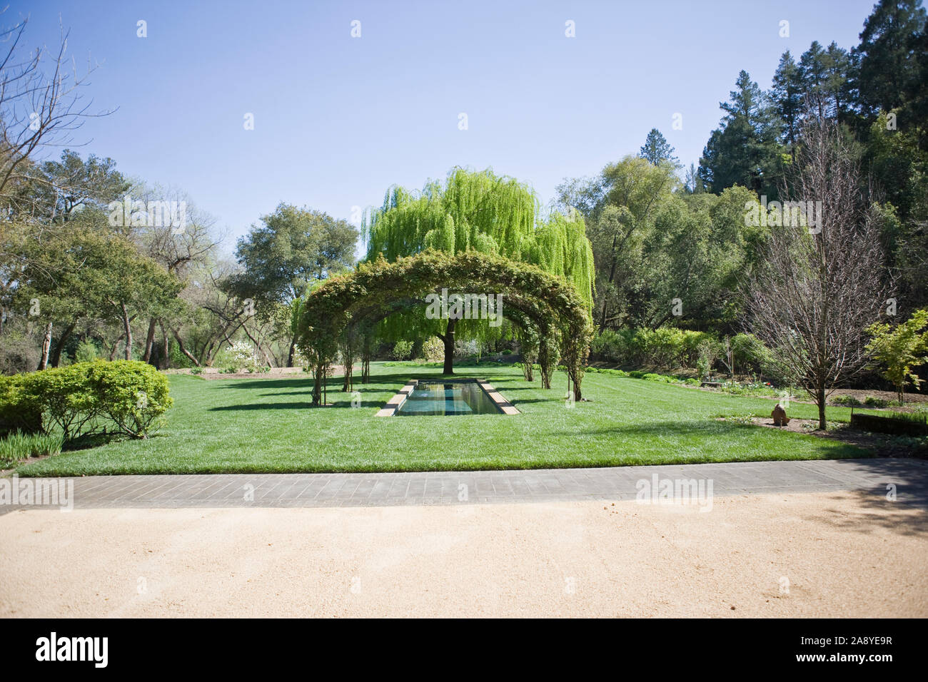 Tree canopy over a pond in a formal outdoor garden Stock Photo - Alamy