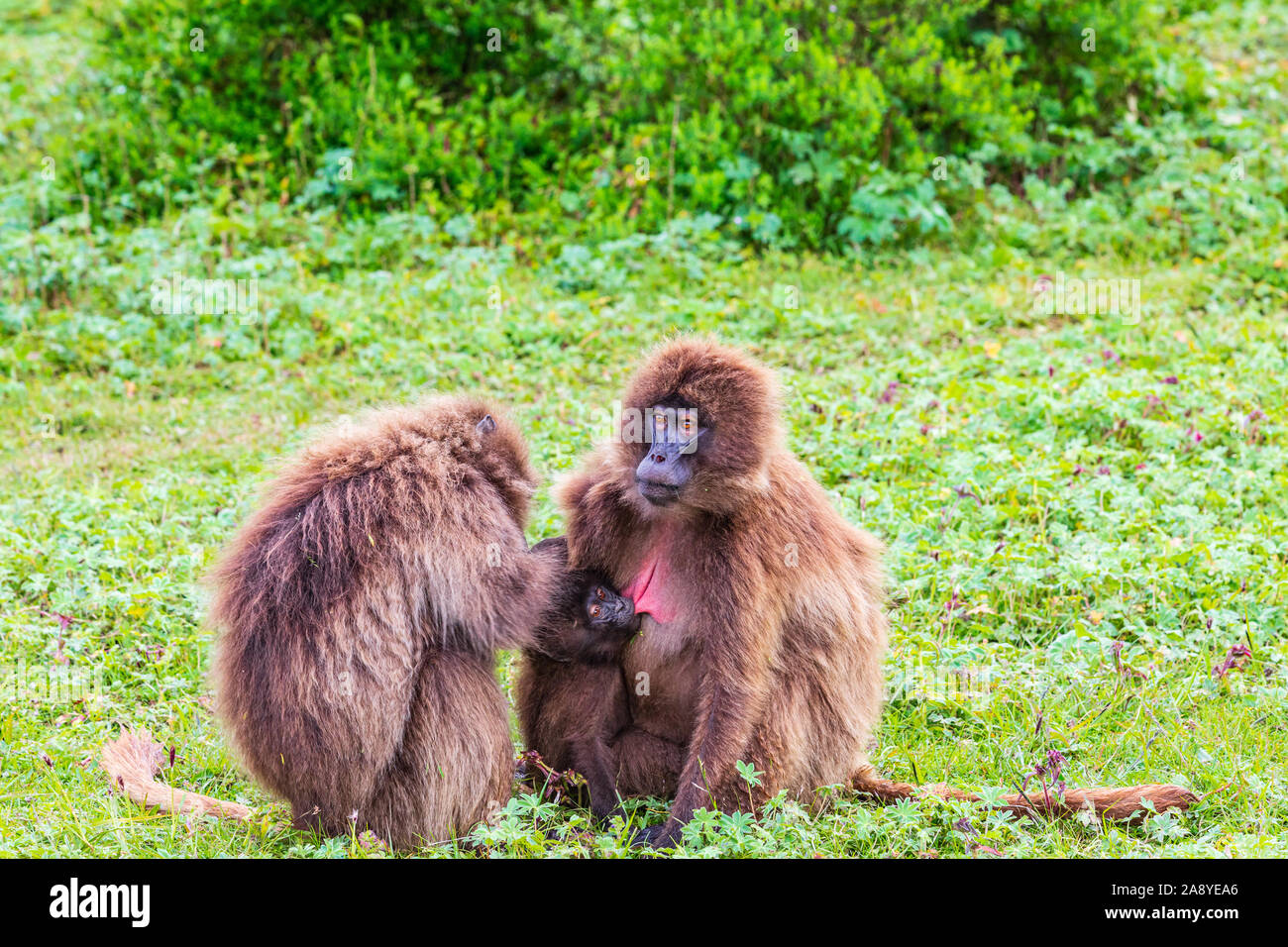 Ethiopia. North Gondar. Simien Mountains National Park. Baby Gelada ...