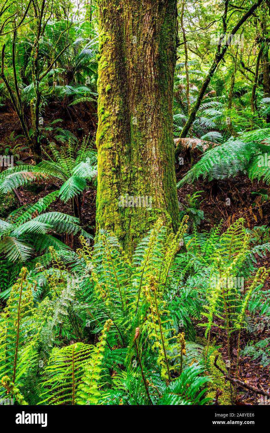 Dense temperate rainforest in Melba Gully along Madsens Track in the ...