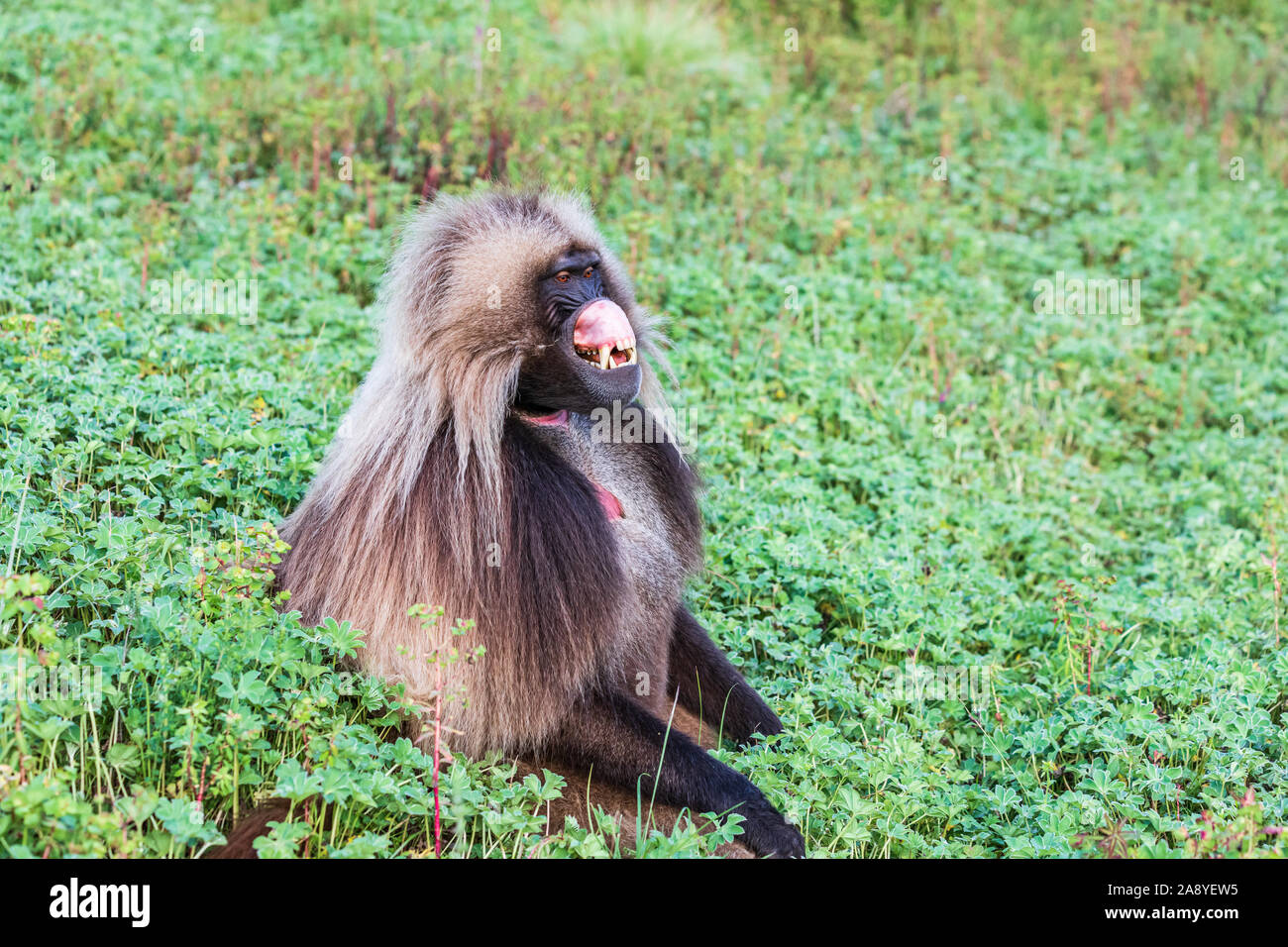 Male gelada showing teeth hi-res stock photography and images - Alamy