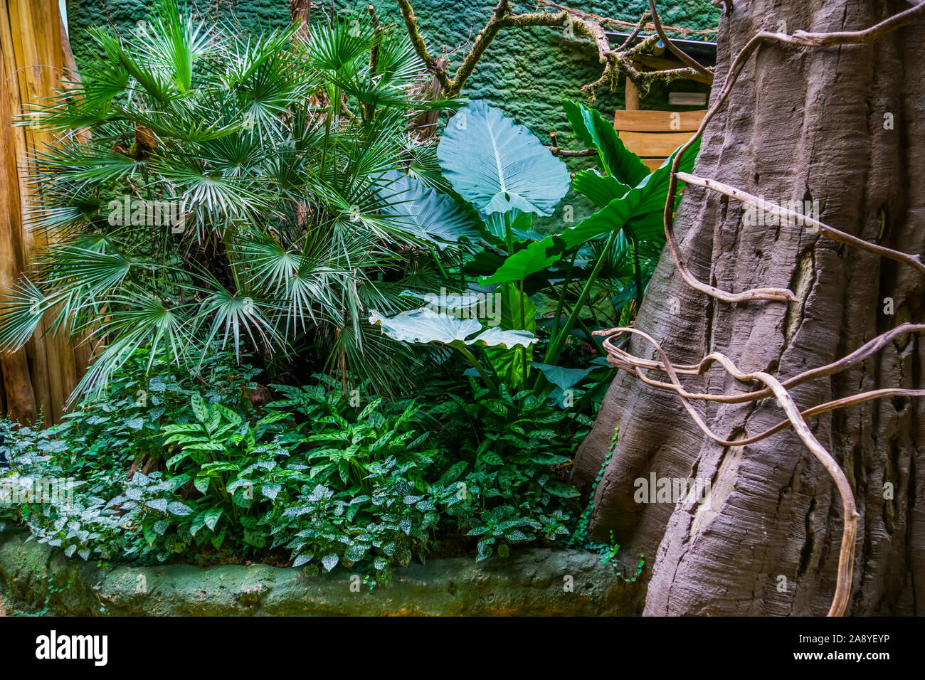 tropical plants and a tree in a tropical garden, exotic flora ...