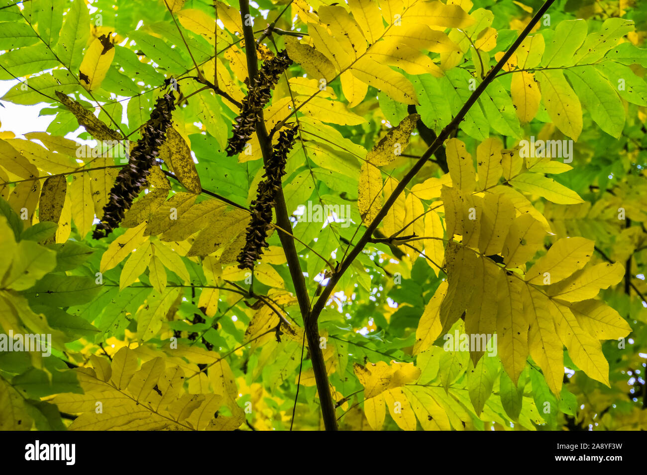 Wingnuts hi-res stock photography and images - Alamy