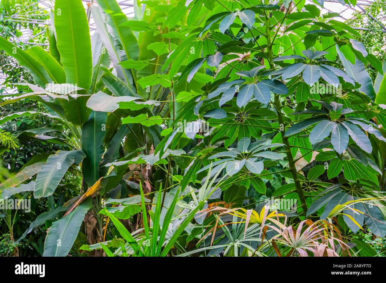 tropical plants in closeup, Exotic garden, diverse popular species ...