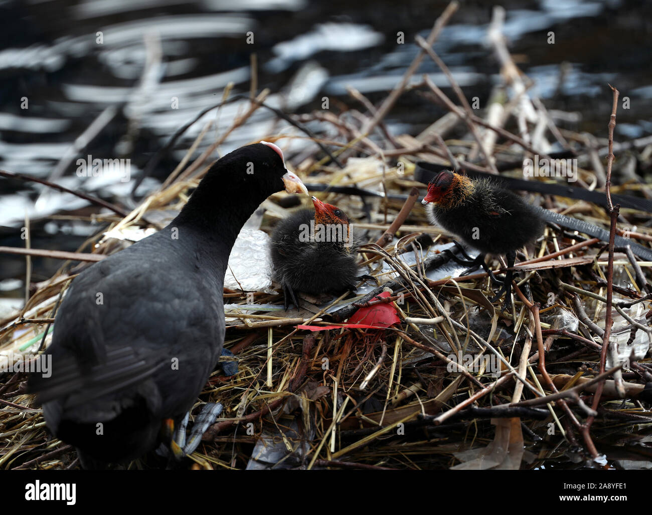 An adult Coot feeds a Coot chick on its nest in the Isle of Dogs, east ...
