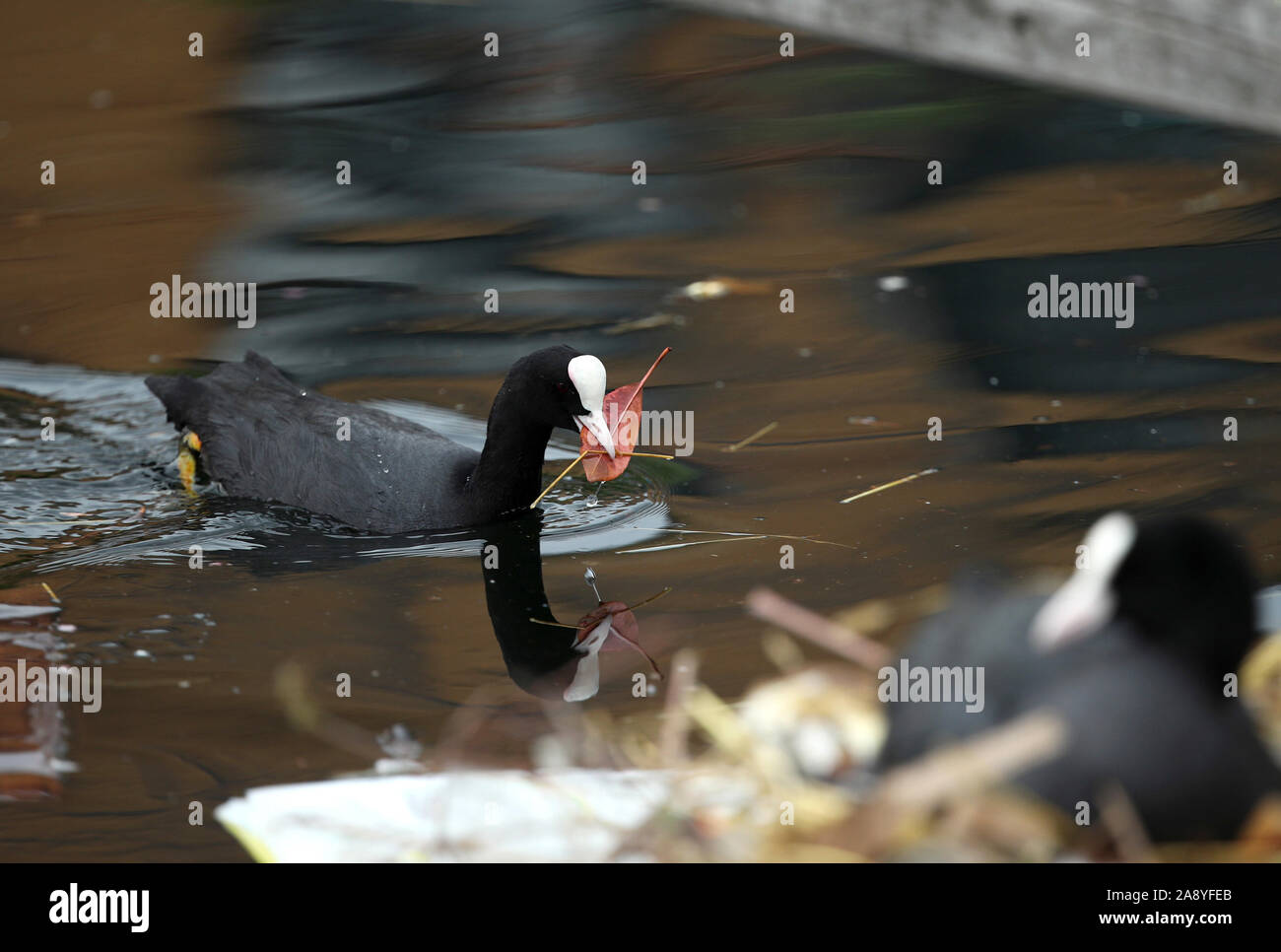 An adult Coot gathering material for its nest in the Isle of Dogs ...