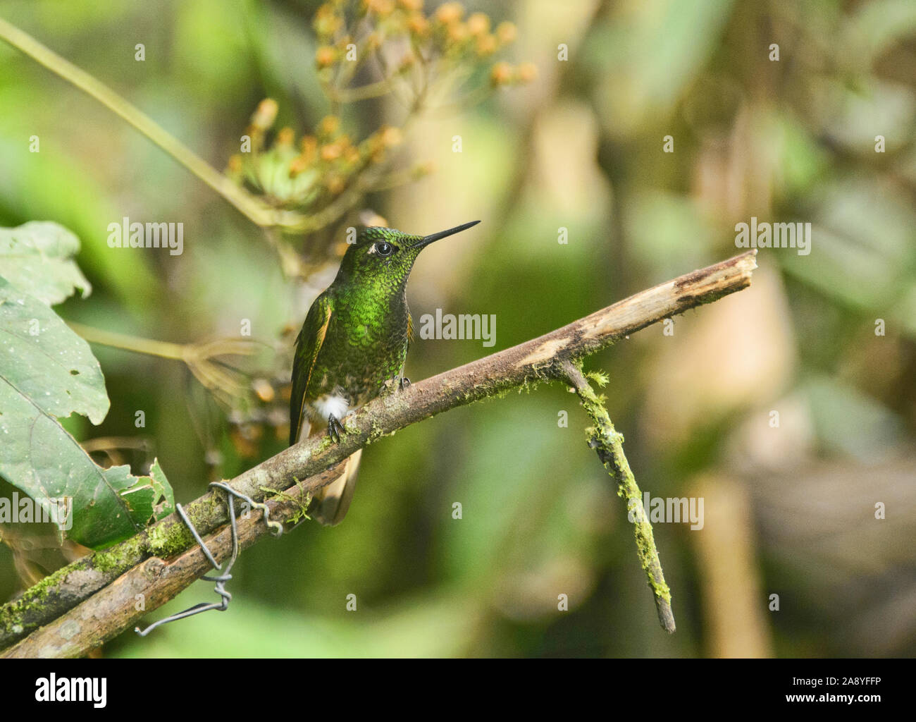 Buff-tailed coronet hummingbird (Boissonneaua flavescens), Bellavista ...