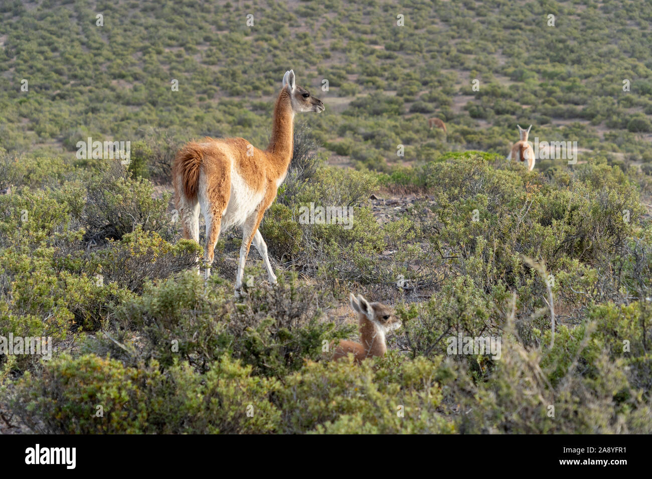 Wild Guanaco (Lama guanicoe) and pup (Chulengo) hiding from the camera ...