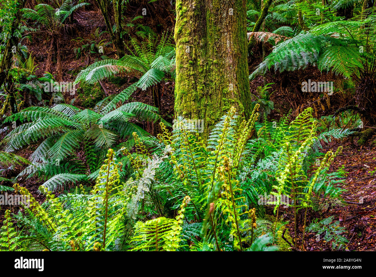 Dense temperate rainforest in Melba Gully along Madsens Track in the ...