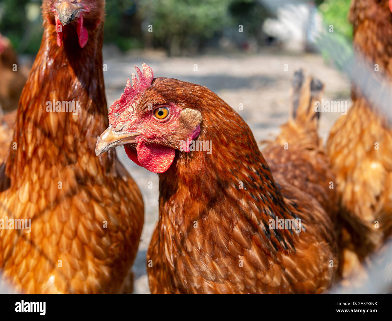 Curious, rural hen looking into the lens. Countryside chickens in the ...