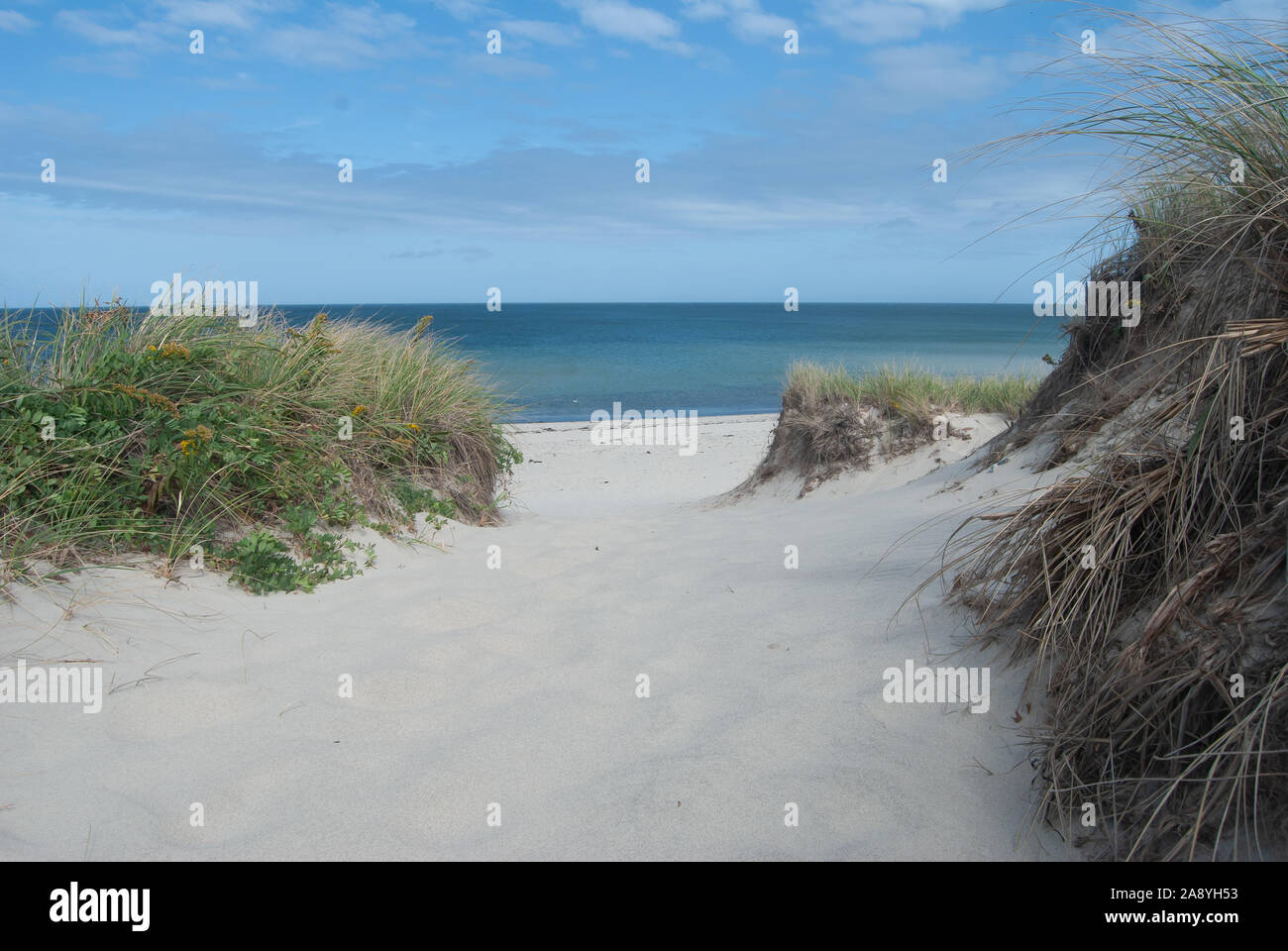 Beach Dune Landscape in Summer on Cape Cod Stock Photo - Alamy