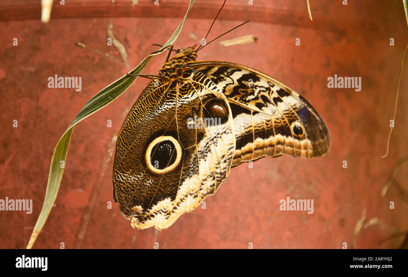 Giant owl butterfly (Caligo memnon), Mindo, Ecuador Stock Photo - Alamy