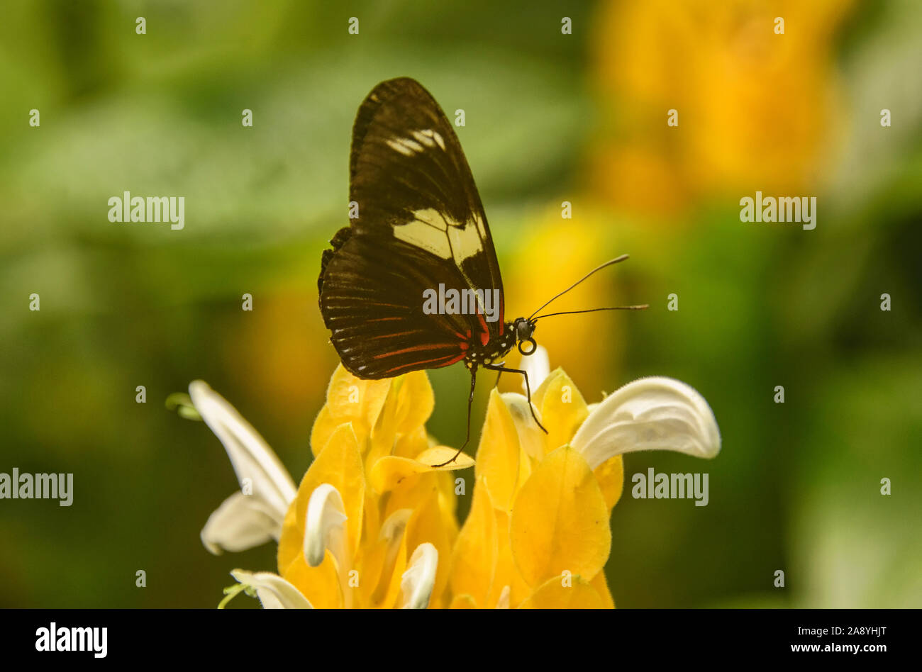 False zebra longwing butterfly (Heliconius atthis) drinking from a ...