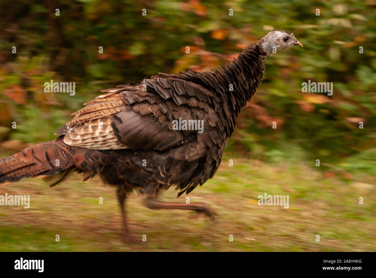 Running Turkey With a Scared Look on its Face Stock Photo - Alamy
