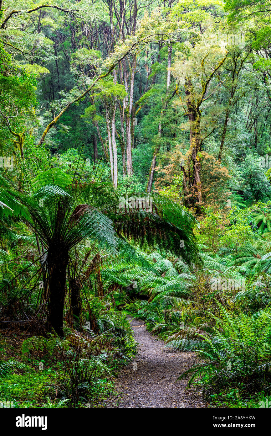 Rainforest track hi-res stock photography and images - Alamy