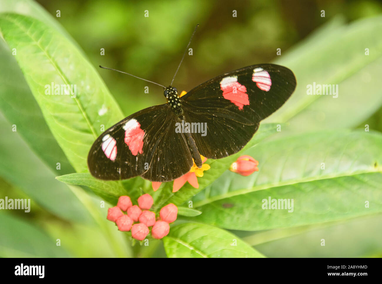 Cattleheart butterfly (Parides arcas) drinking nectar, Mindo, Ecuador ...
