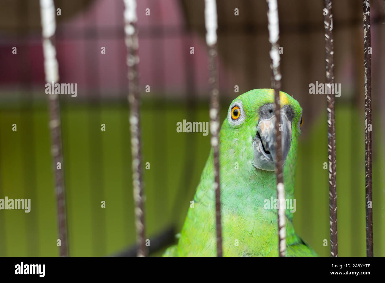 caged old parrot Stock Photo - Alamy
