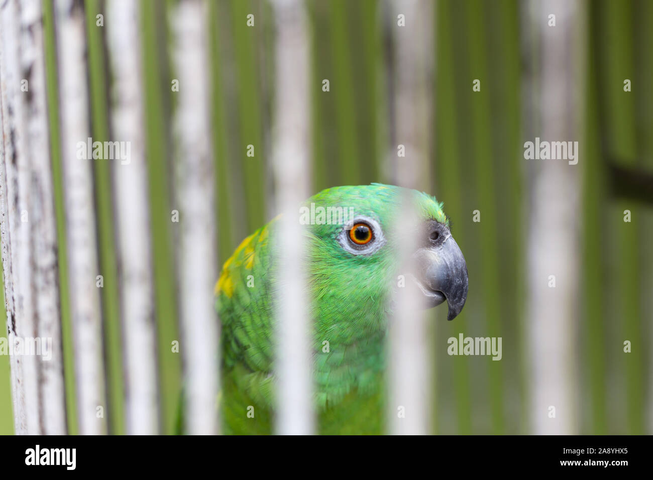 caged old parrot Stock Photo - Alamy