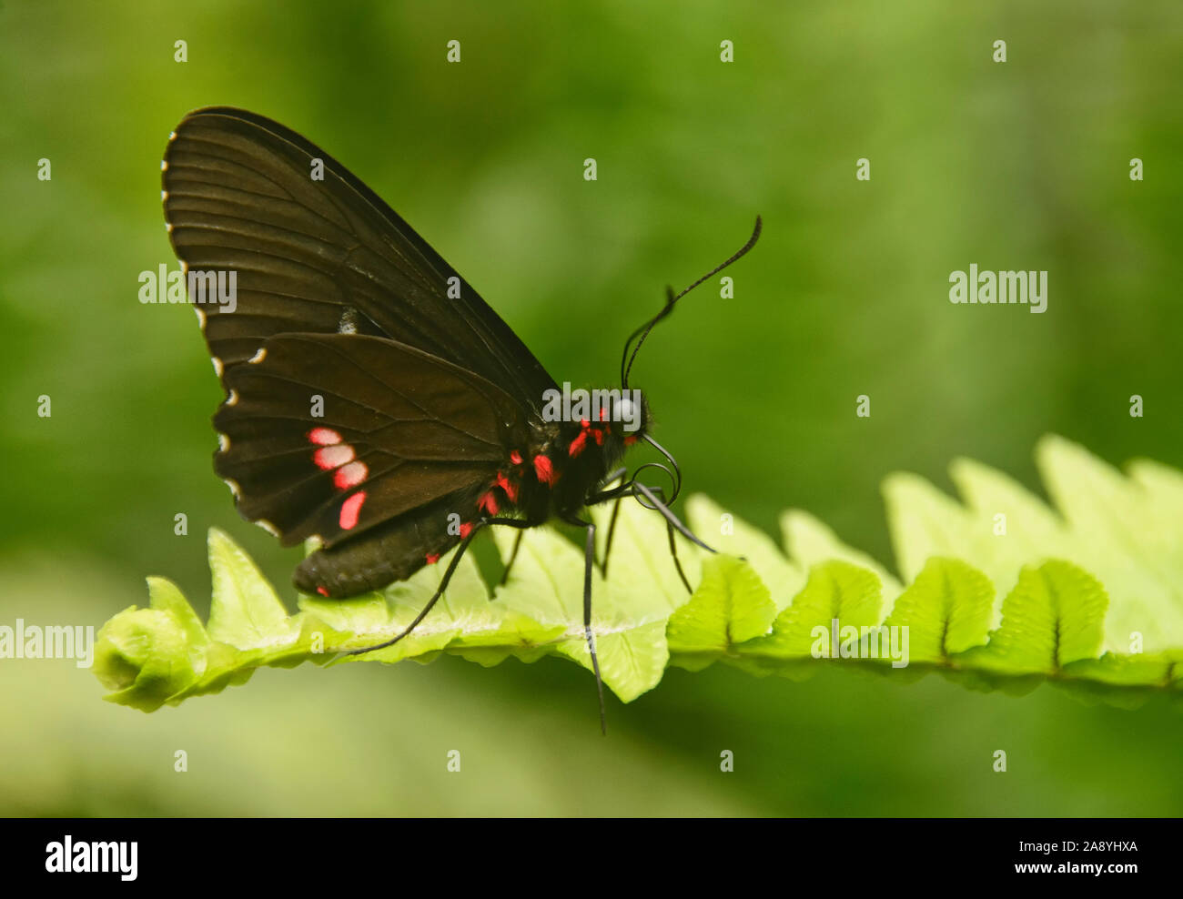 Cattleheart butterfly (Parides arcas) drinking nectar, Mindo, Ecuador ...