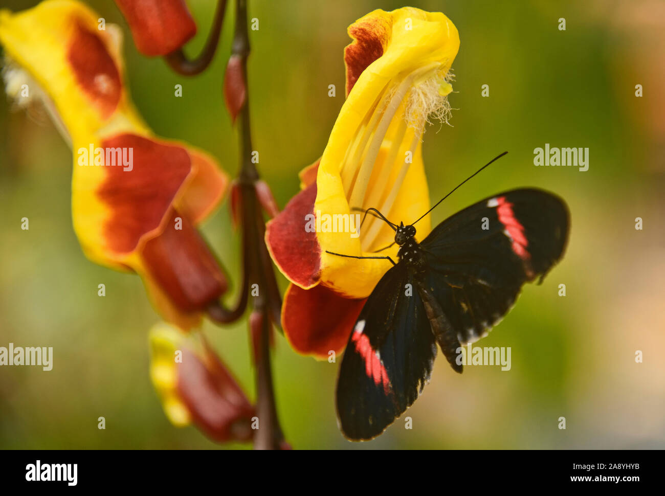 Cattleheart butterfly (Parides arcas) drinking nectar, Mindo, Ecuador ...