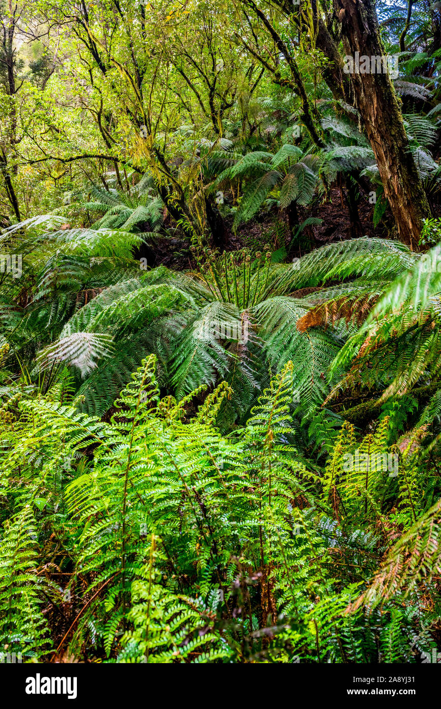 Tree fern gully track hi-res stock photography and images - Alamy