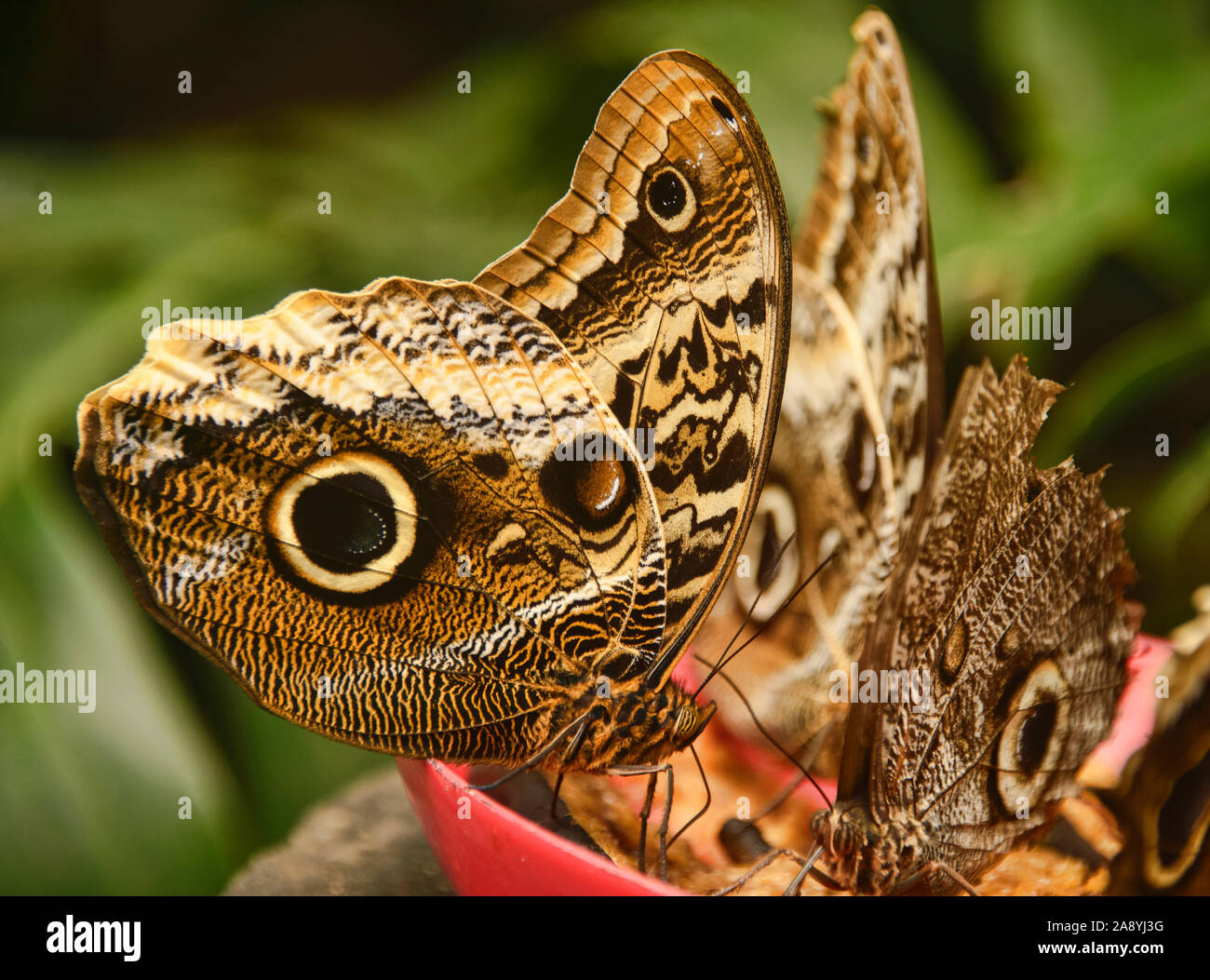 Giant owl butterfly (Caligo memnon), Mindo, Ecuador Stock Photo - Alamy