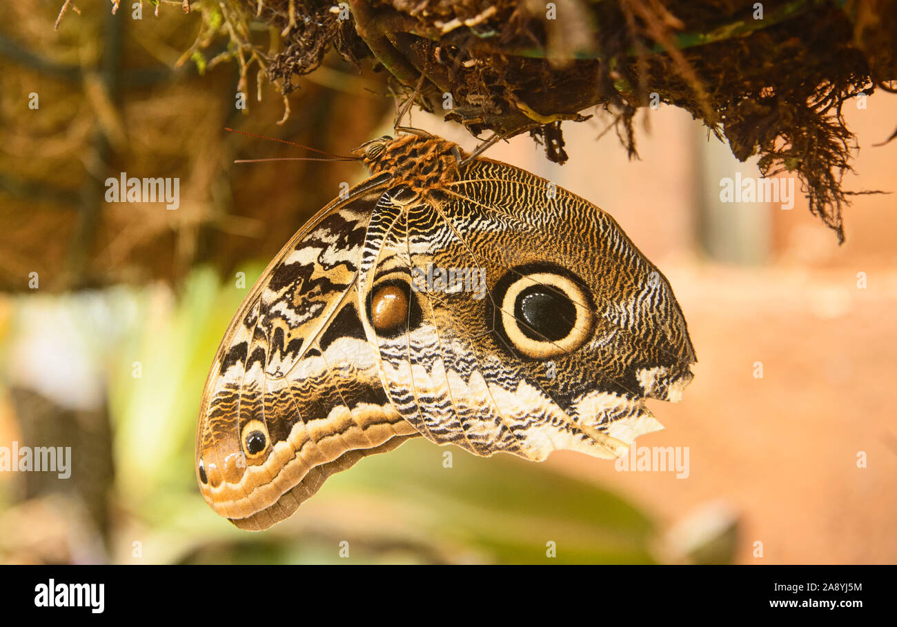Giant owl butterfly (Caligo memnon), Mindo, Ecuador Stock Photo - Alamy