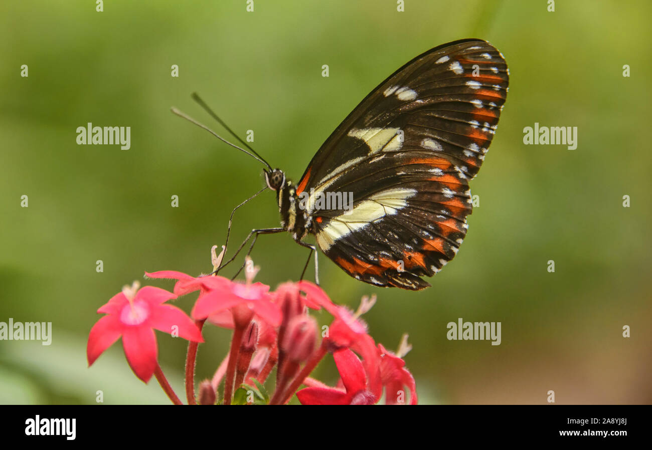 False zebra longwing butterfly (Heliconius atthis) drinking from a ...