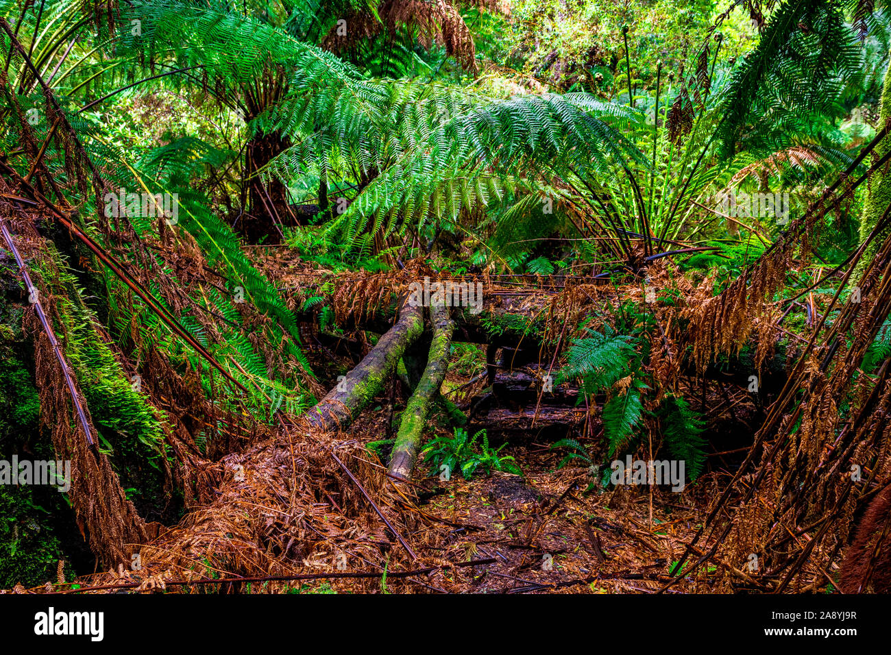 Dense temperate rainforest in Melba Gully along Madsens Track in the ...