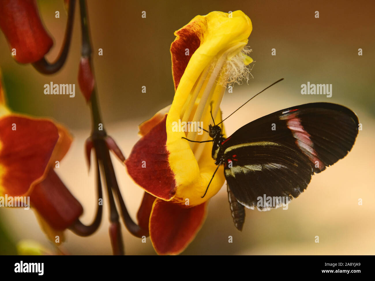 False zebra longwing butterfly (Heliconius atthis) drinking from a ...