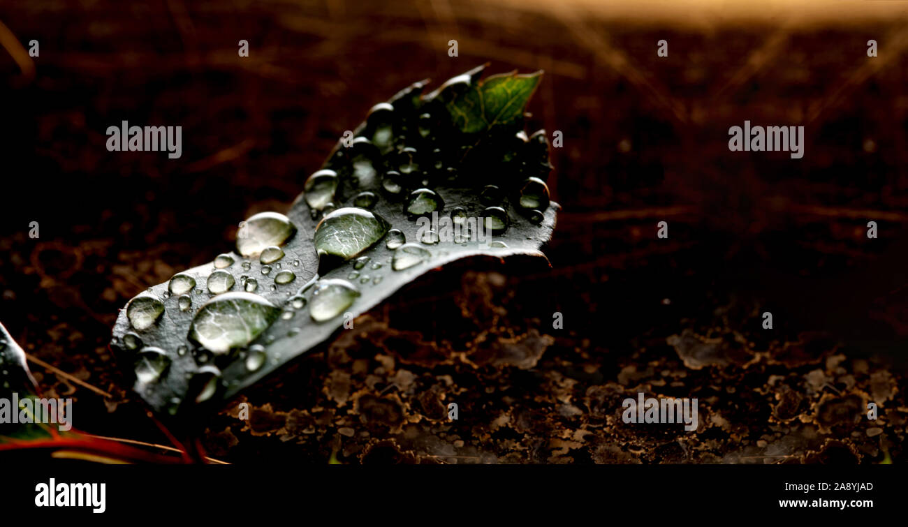 leave in forrest with water drops Stock Photo - Alamy