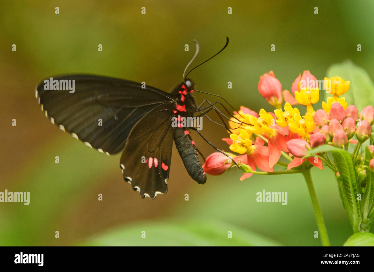 Cattleheart butterfly (Parides arcas) drinking nectar, Mindo, Ecuador ...