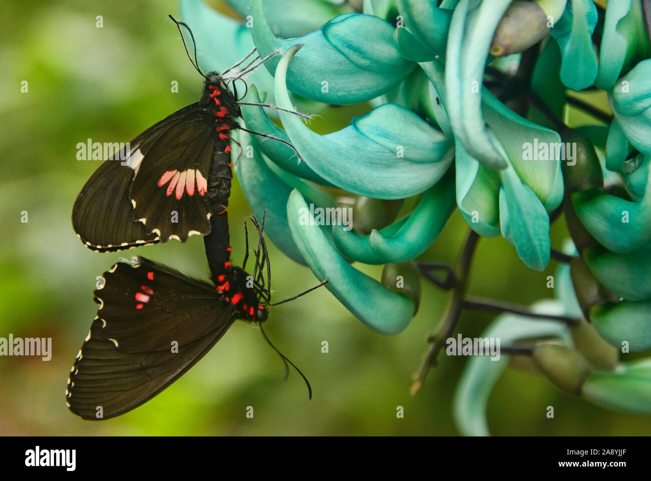 Parides Arcas High Resolution Stock Photography and Images - Alamy