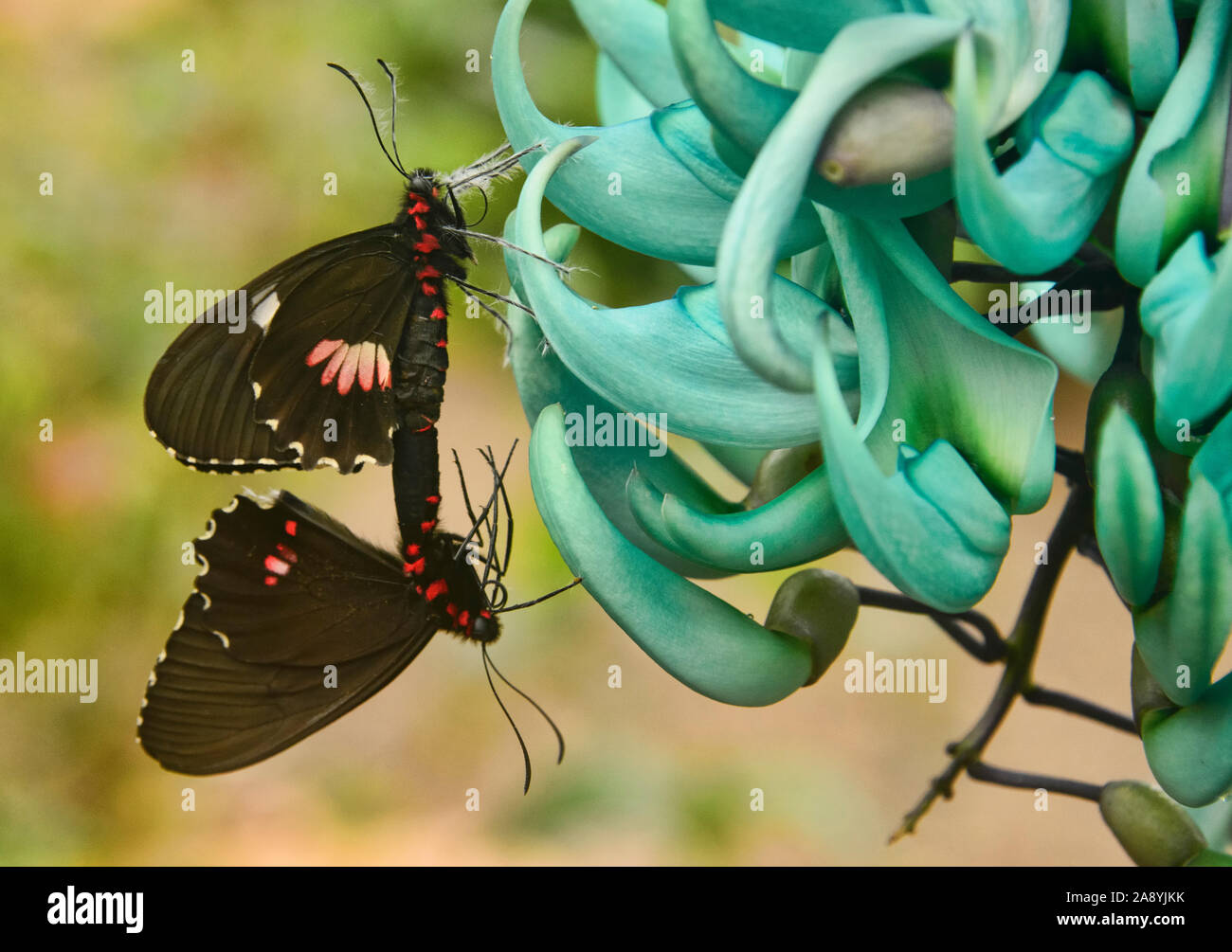 Cattleheart butterfly (Parides arcas) drinking nectar, Mindo, Ecuador ...