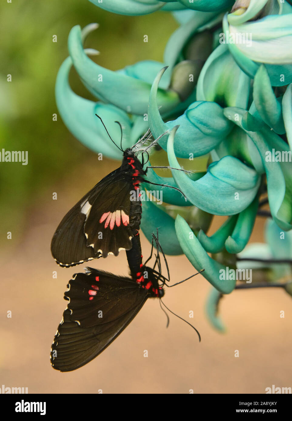 Cattleheart butterflies (Parides arcas) on a jade vine, Mindo, Ecuado ...