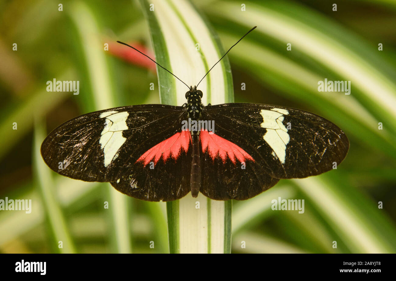 Cattleheart butterfly (Parides arcas) drinking nectar, Mindo, Ecuador ...