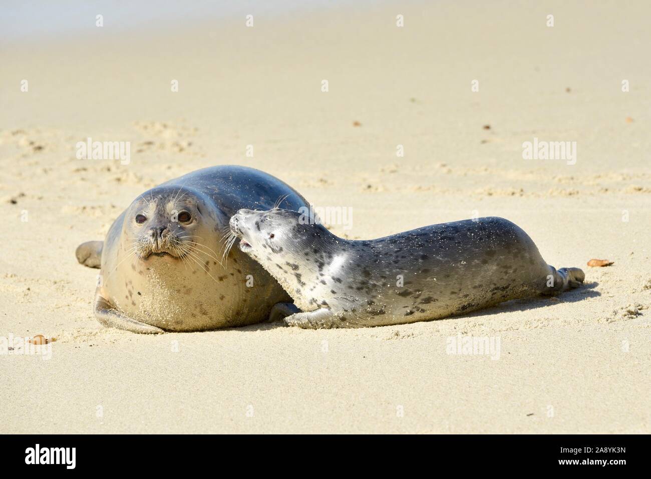 Wild Pacific harbor seal, mother and young pup, on beach in morning, La ...