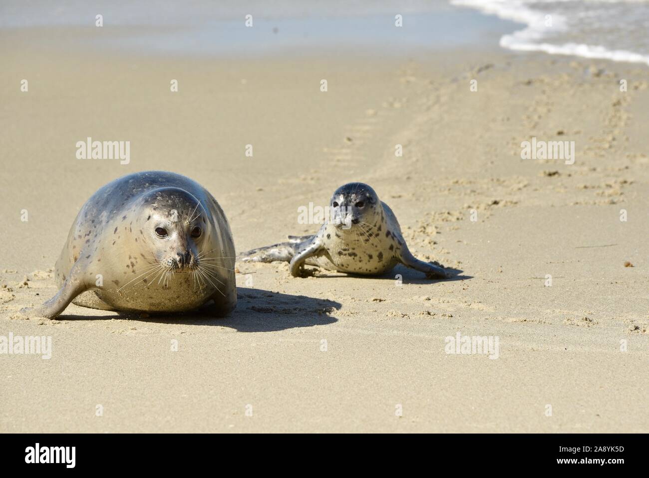 Harbor Seal Pup