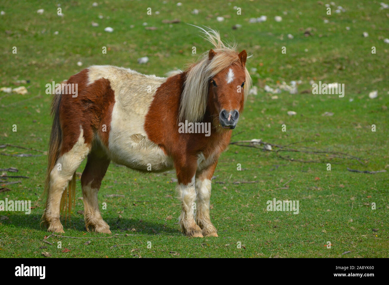 Management of animal genetic resources hi-res stock photography and ...