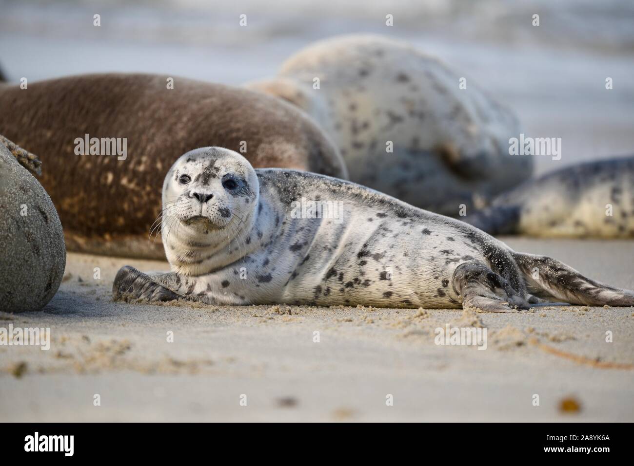 Wild Pacific harbor seal, mother and young pup, on beach in morning, La ...