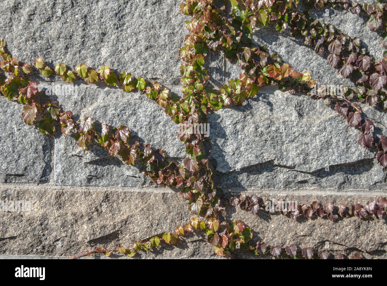 Red and Green Ivy Snakes along a Granite Wall Stock Photo - Alamy