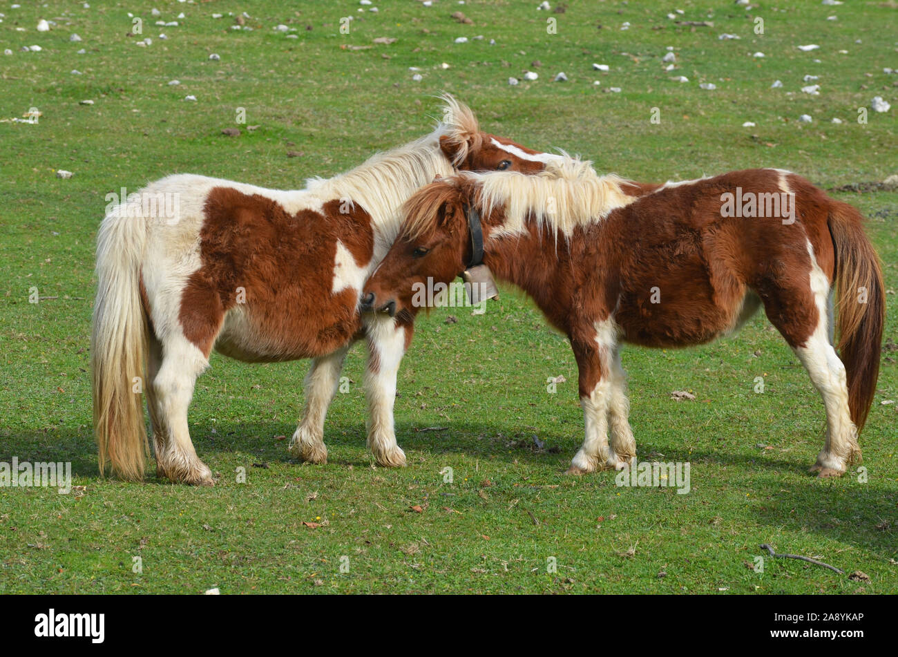 Semiferal Basque-Navarrese native ponies grazing in the pastures of ...