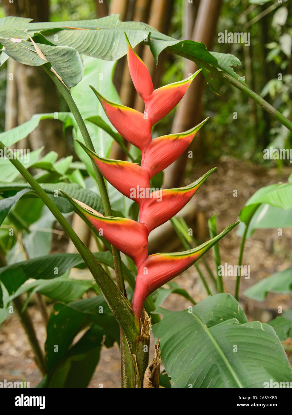 Heliconia bihai (red palulu), Mindo, Ecuador Stock Photo - Alamy