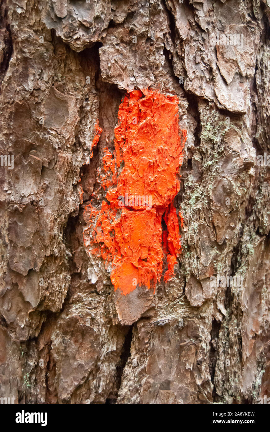 Blaze orange hi-res stock photography and images - Alamy