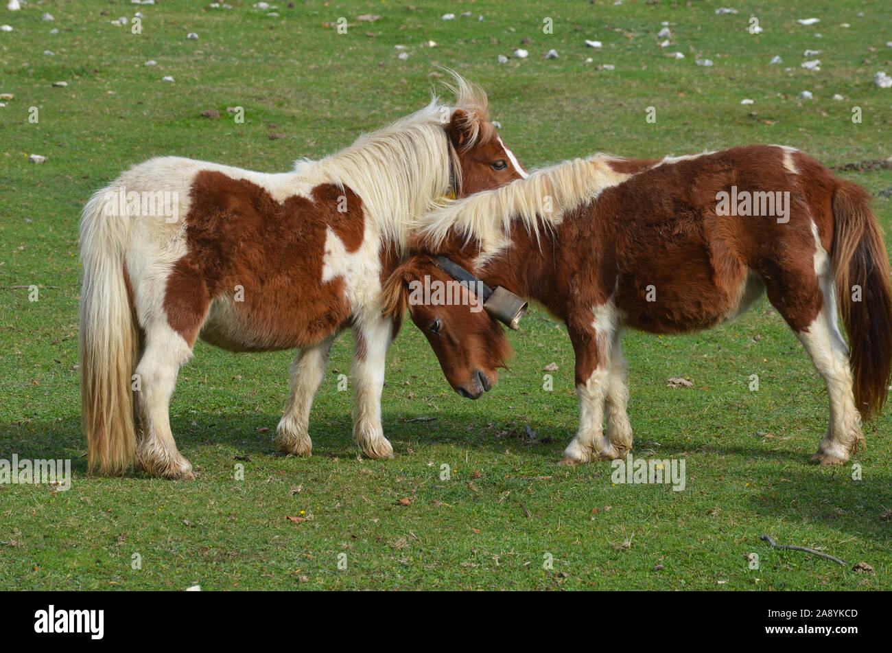 Management of animal genetic resources hi-res stock photography and ...