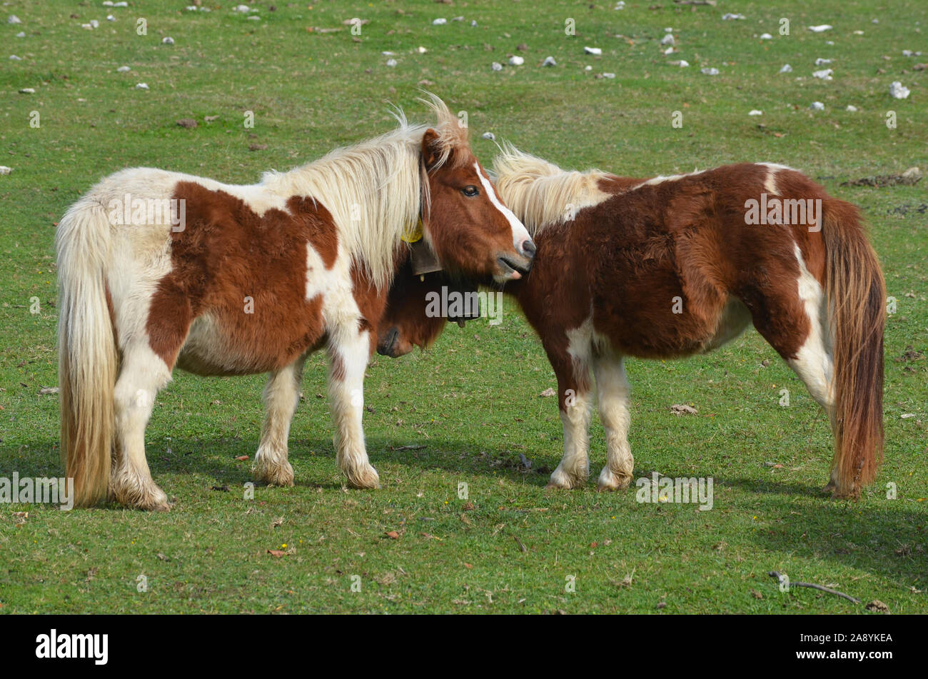 Semiferal Basque-Navarrese native ponies grazing in the pastures of ...