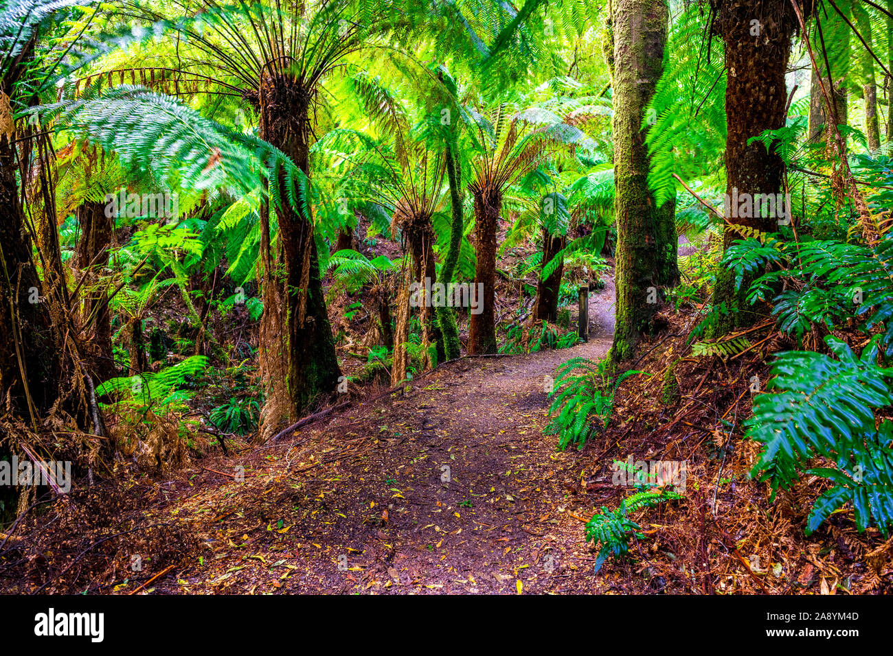 Dense temperate rainforest in Melba Gully along Madsens Track in the ...