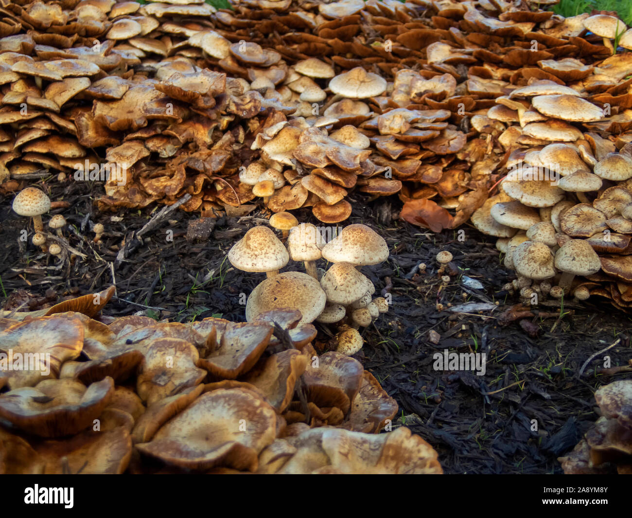 Patch of mushrooms hi-res stock photography and images - Alamy