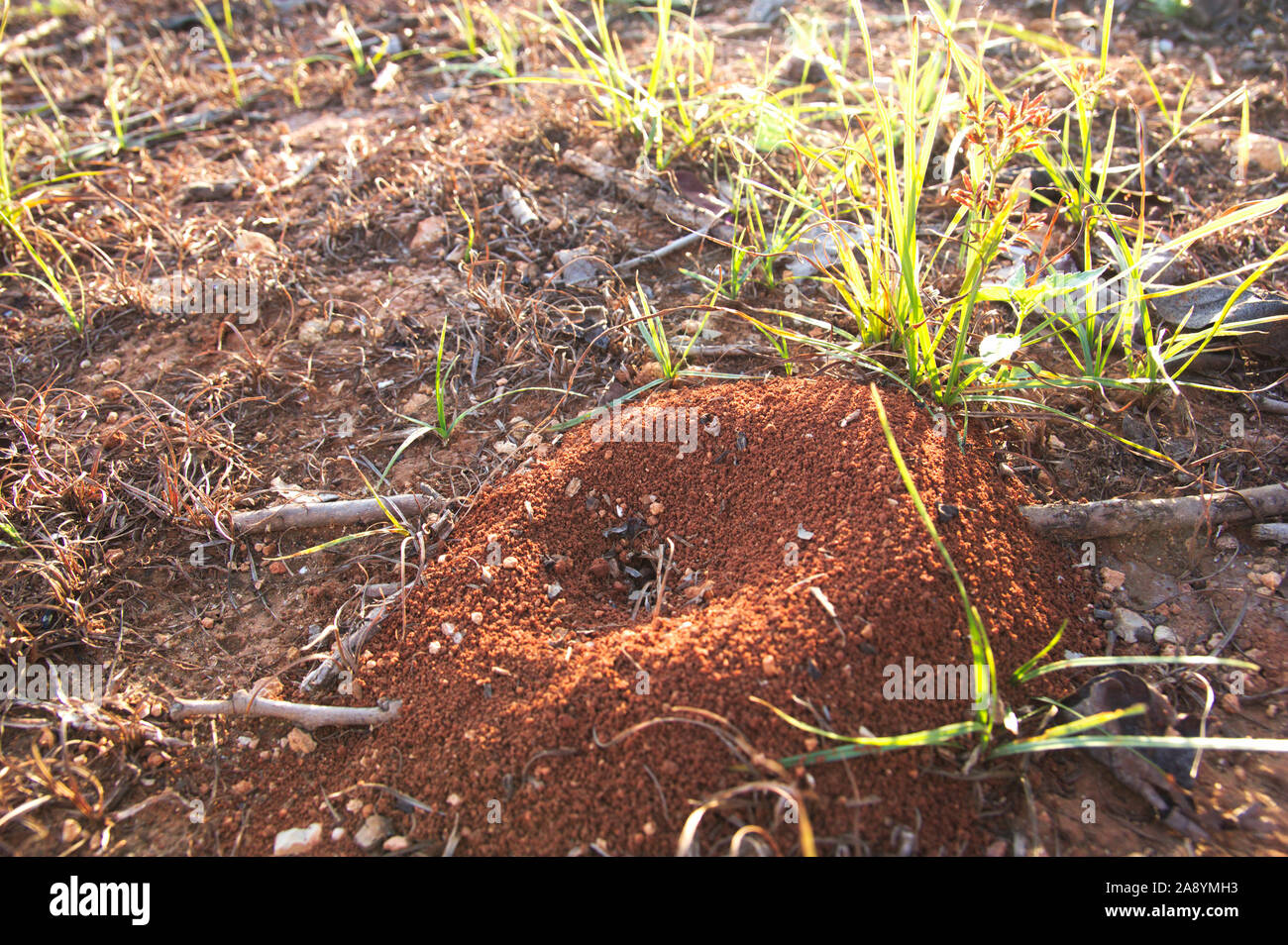 Ants build nest hi-res stock photography and images - Alamy