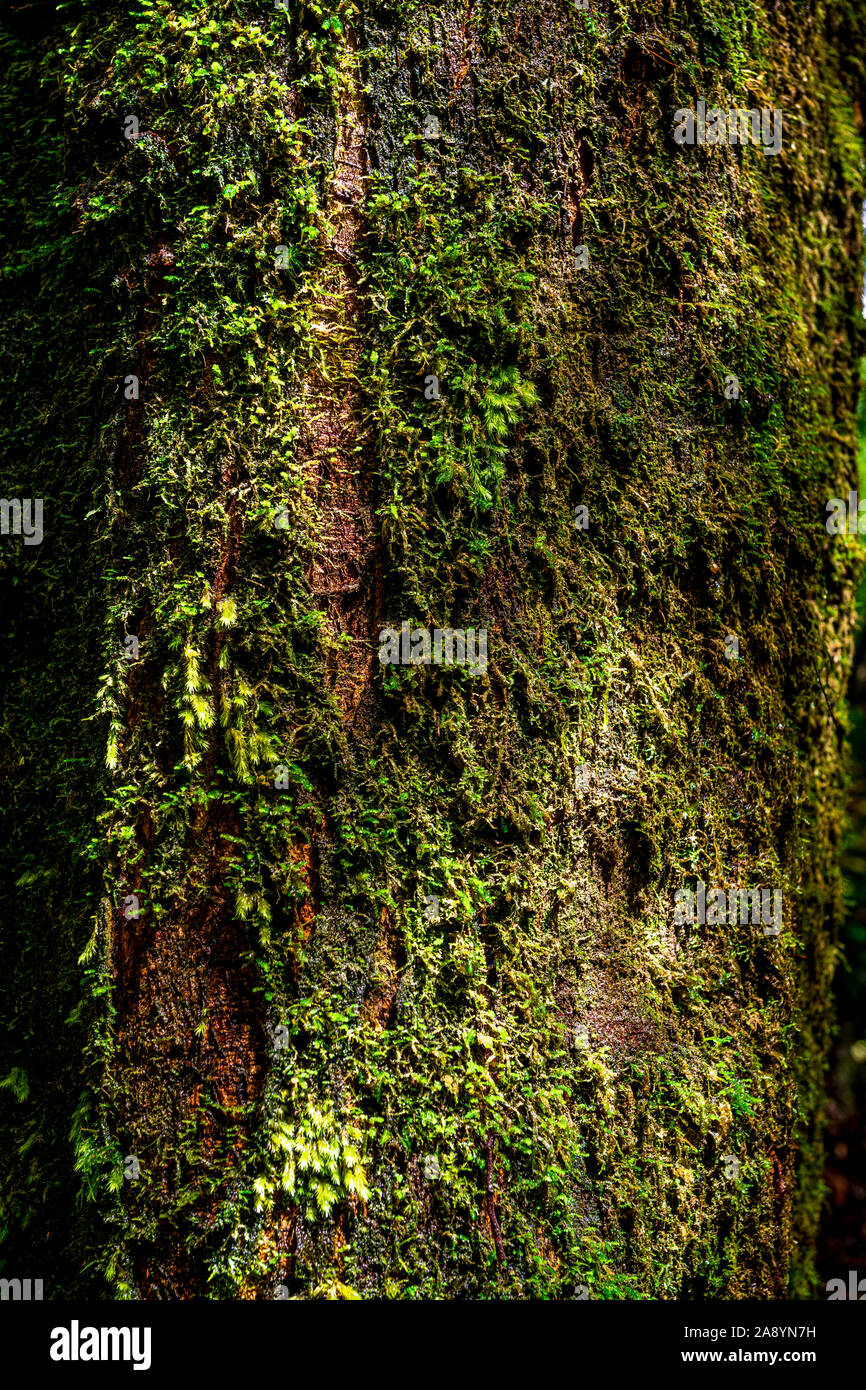 Tree fern gully track hi-res stock photography and images - Alamy