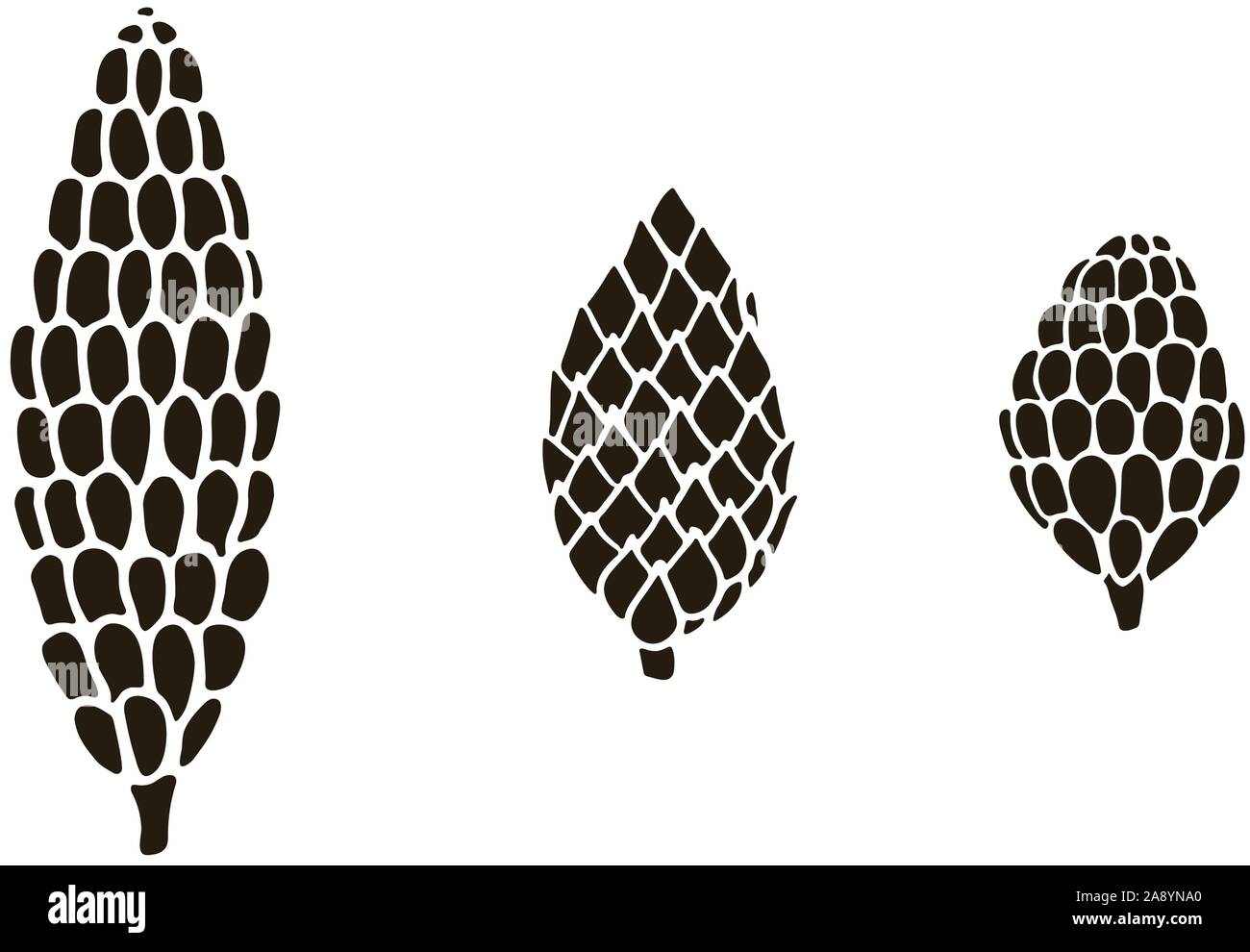 Vector hand drawn doodle illustration of pine or fir conifer cone set ...